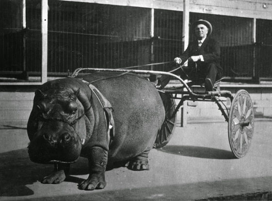 50+ Scary And Dangerous Circus Performances From Past That May Scare You