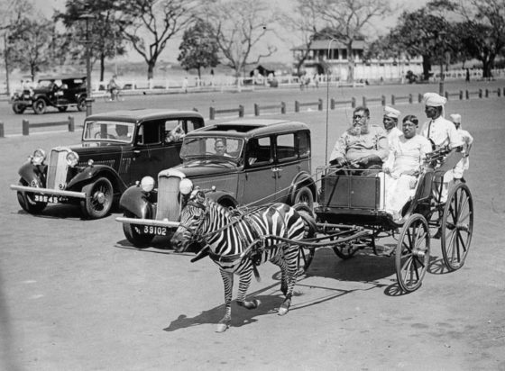 Rare Historical Photos Of People Riding Zebras From The Past