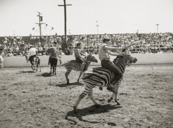 Rare Historical Photos Of People Riding Zebras From The Past