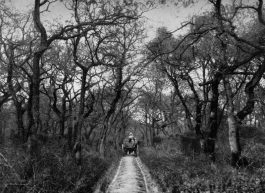 Fascinating Photos Show Countryside Life of Denmark in the 1930s