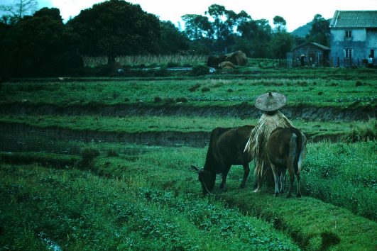 Fascinating Vintage Photos Show Life of Hong Kong in 1952