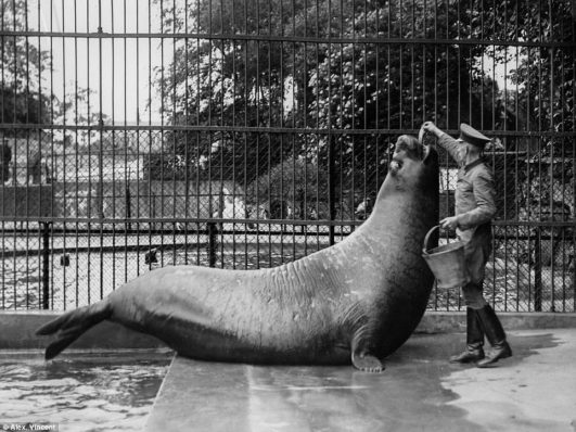 Rare Historical Photos of Copenhagen Zoo from the Late-19th Century ...