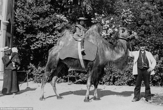 Rare Historical Photos of Copenhagen Zoo from the Late-19th Century ...