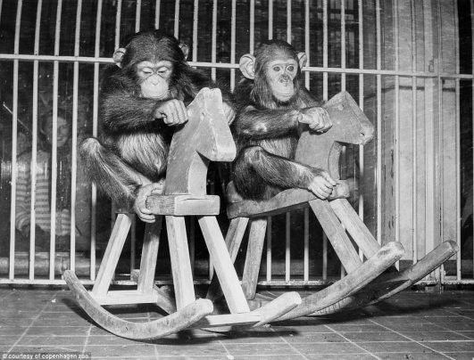 Rare Historical Photos of Copenhagen Zoo from the Late-19th Century ...
