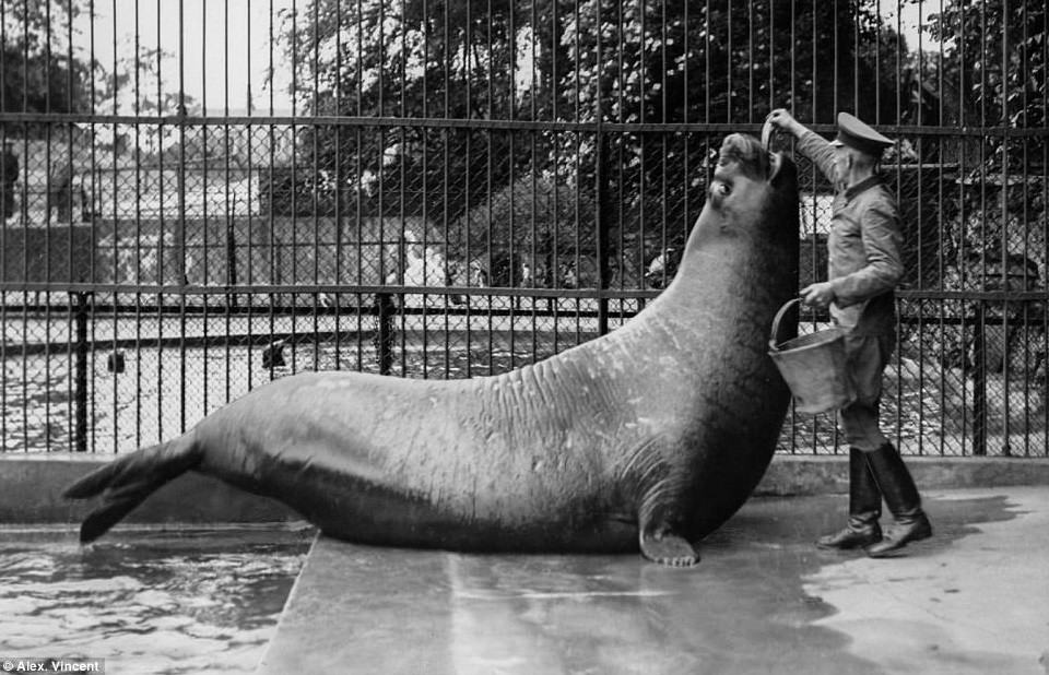 Rare Historical Photos of Copenhagen Zoo from the Late-19th Century ...