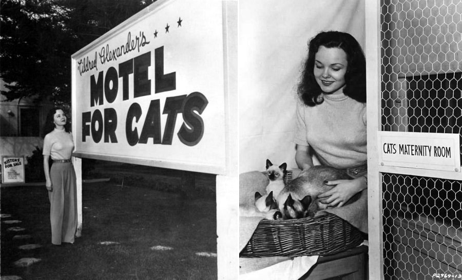 Actress Wanda Hendrix Visiting Mildred Alexander’s Motel for Cats in ...