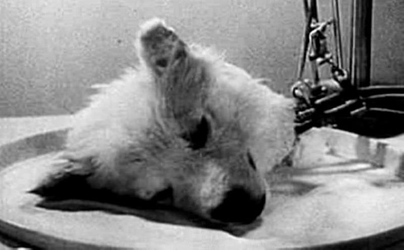 A Soviet Doctor removed a Dog's Head and Kept it Alive without Its Body ...