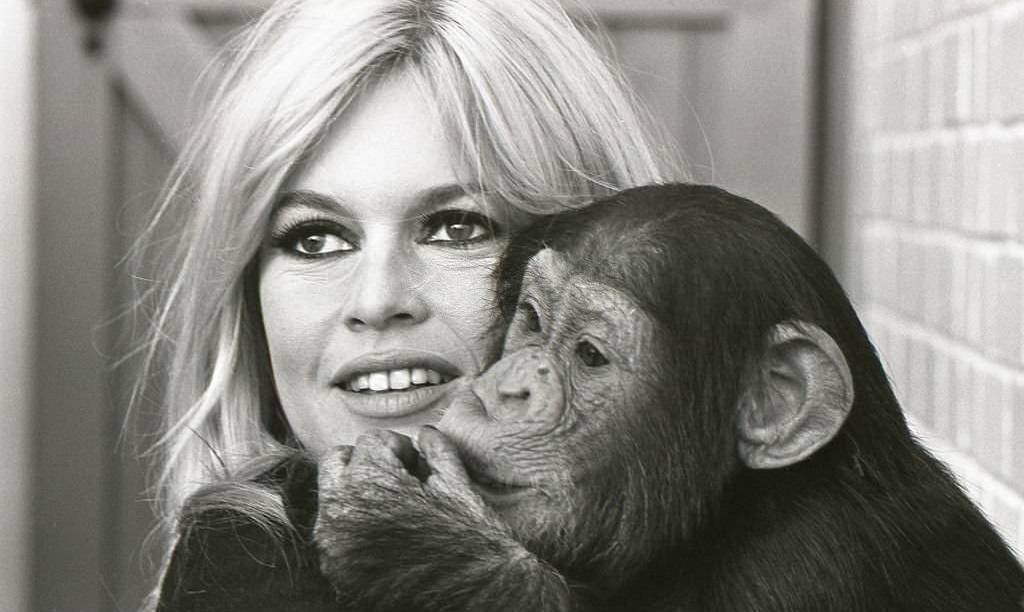 Adorable Photos of Classic Hollywood Stars with Chimpanzees