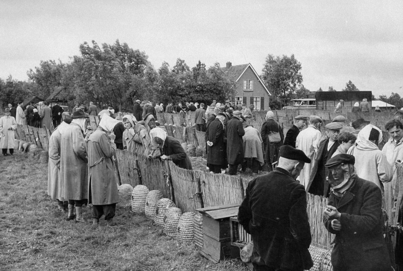 Buzzing with Activity: Captivating Images of a Bee Market in the ...