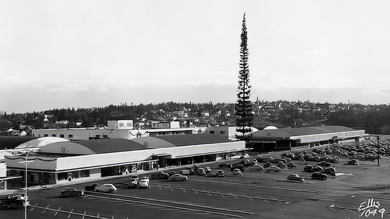 212 Feet of Holiday Cheer: Reliving the World's Tallest Christmas Tree ...